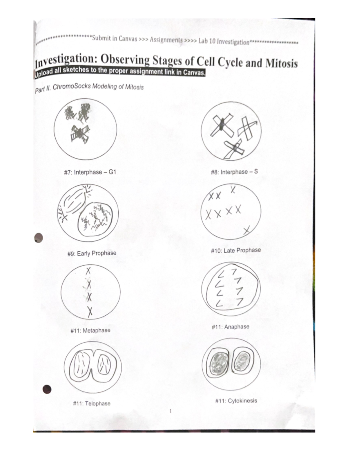 Investigation Observing Stages of Cell Cycle and Mitosis - Bio1124 ...