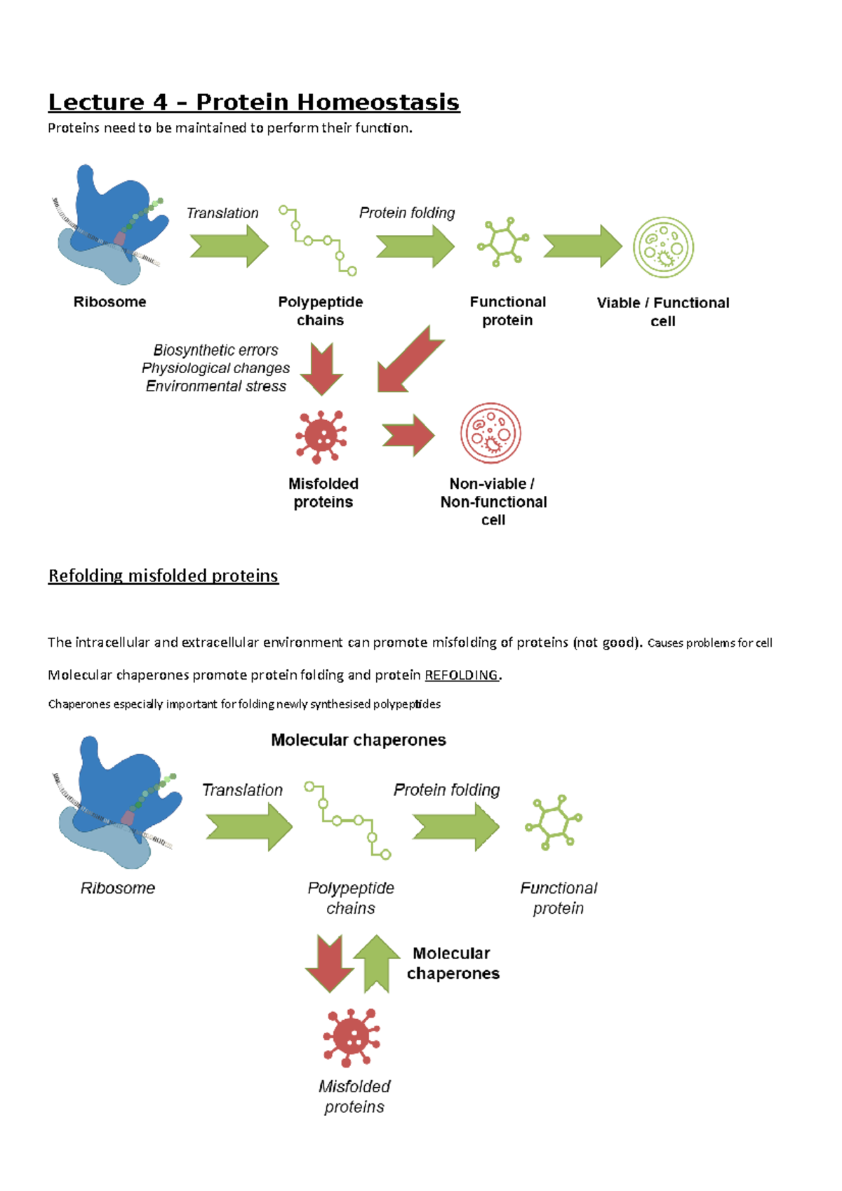 BIOL0052 proteostasis - Lecture 4 – Protein Homeostasis Proteins need to be maintained to ...