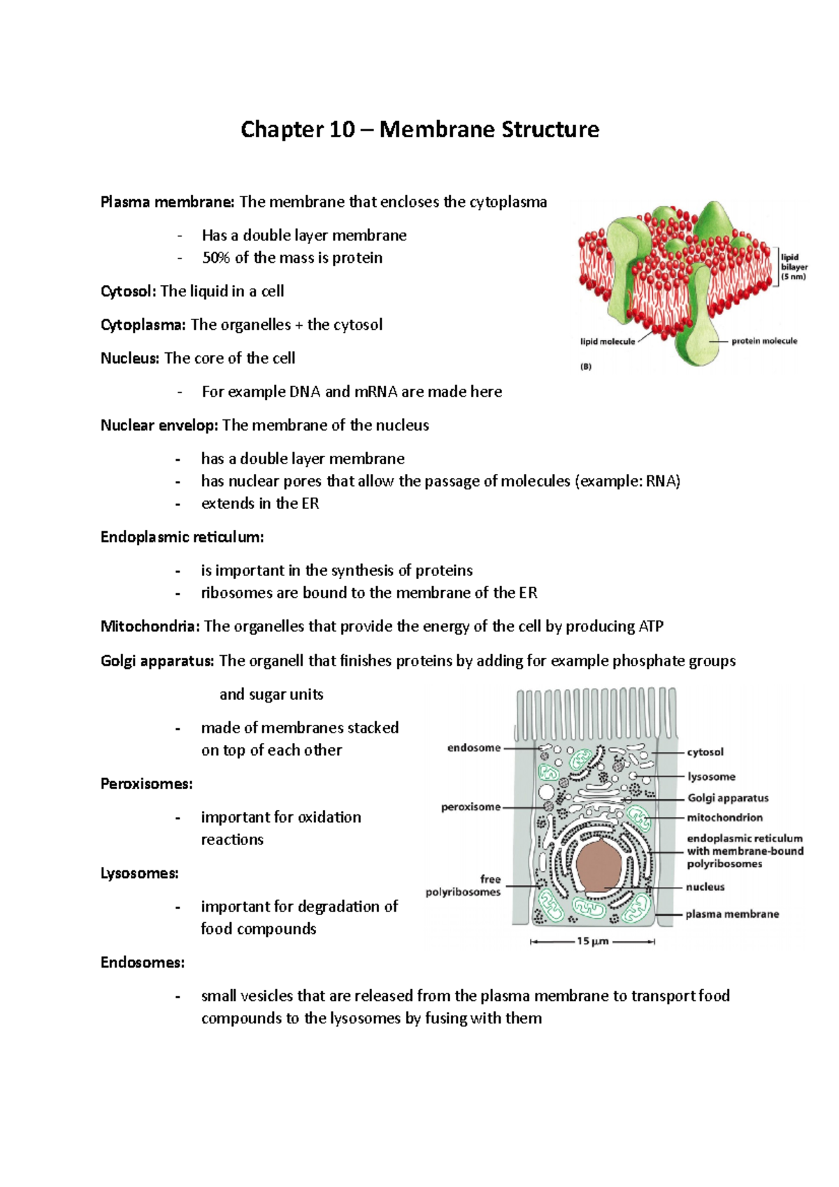 Molecular Biology of the Cell Chapter 10 - Chapter 10 Membrane ...
