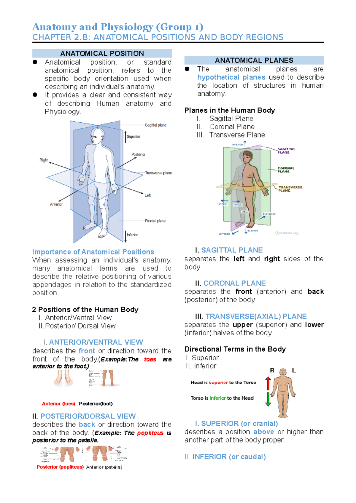 Anaphy- Anatomica Body Position - Anatomy and Physiology (Group 1 ...