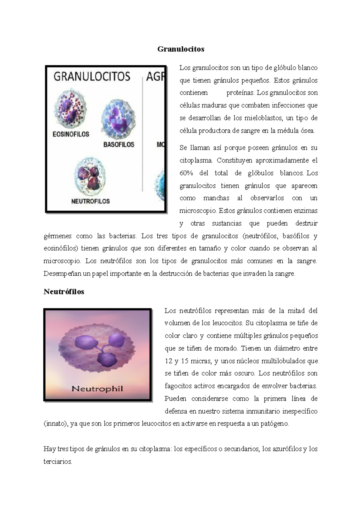 Granulocitos-TG- Fisiologia - Granulocitos Los granulocitos son un tipo ...