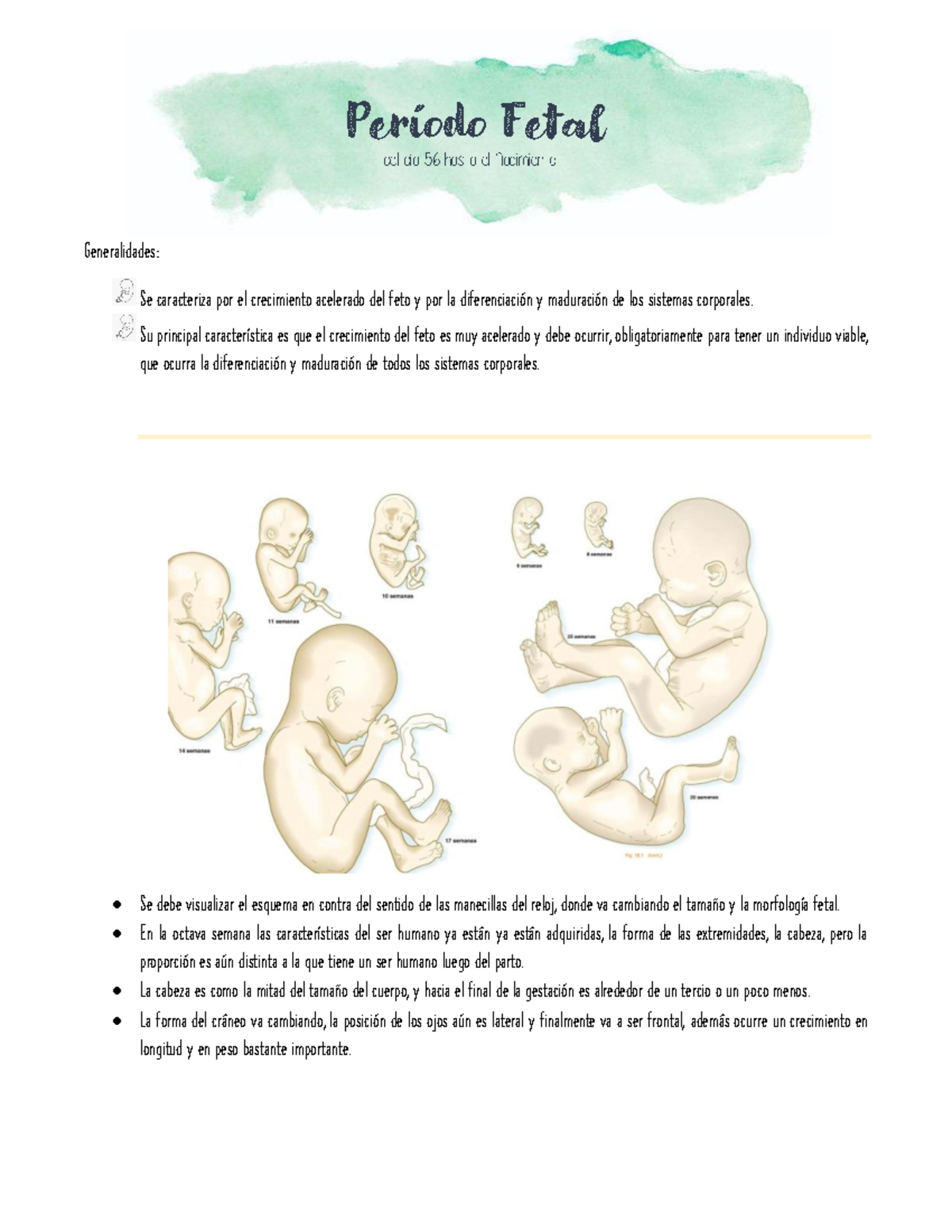 CT8. Período Fetal - Generalidades: Se caracteriza por el crecimiento ...
