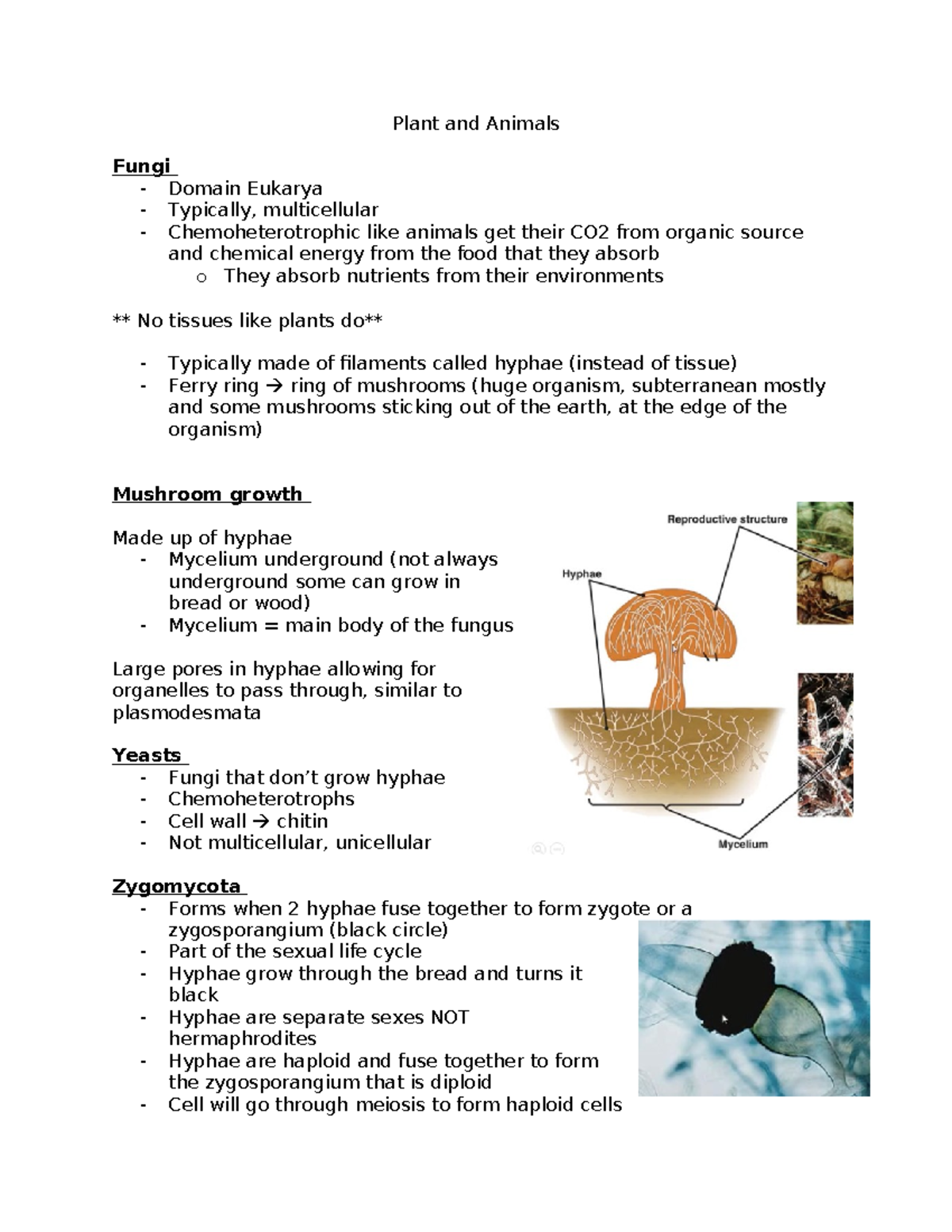 Tissues Plant AND Animal - Plant and Animals Fungi Domain Eukarya ...