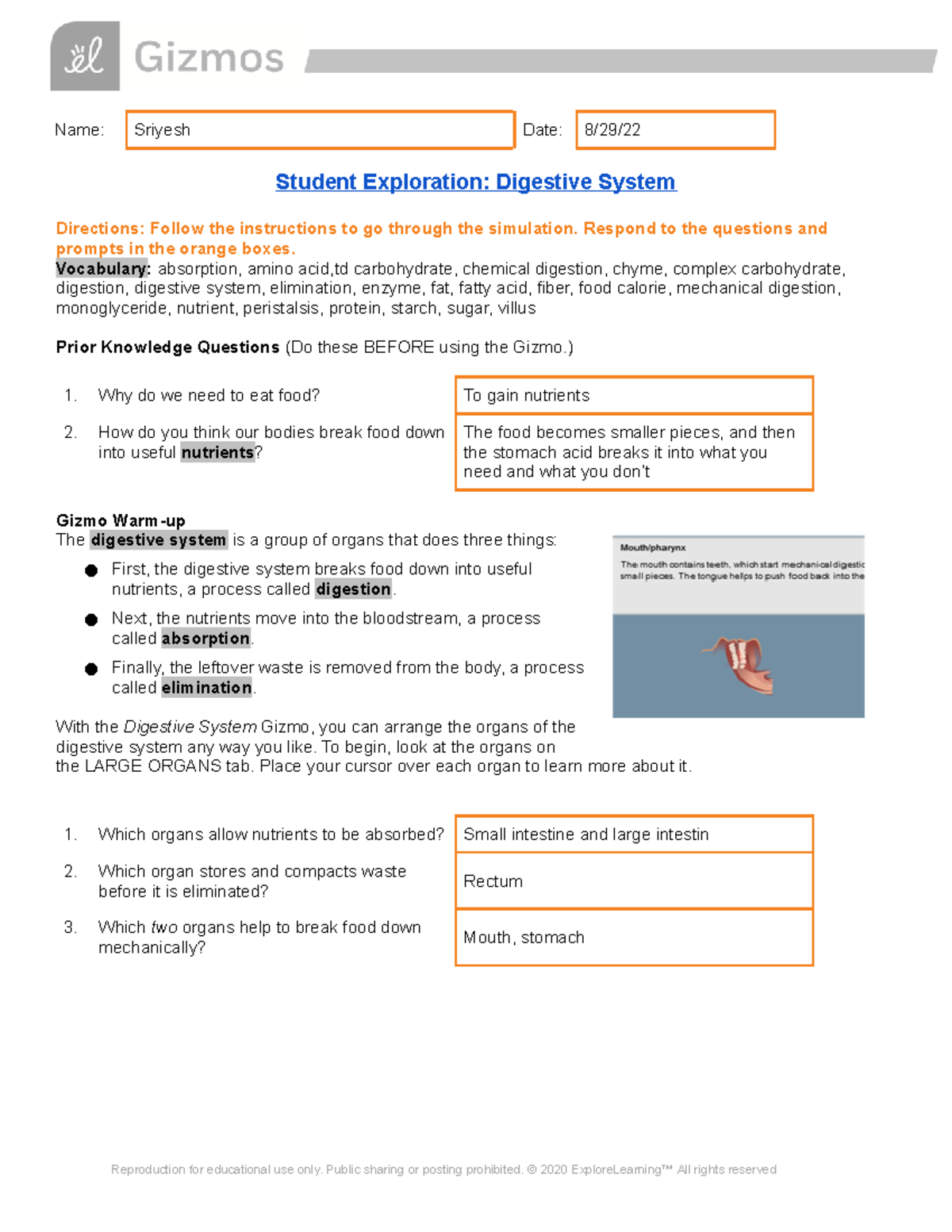 Digestive System Study - Studocu