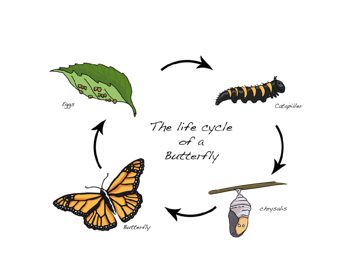 Life cycle - 00 DOO Eggs Catapiller The life cycle of a Butterfly ...