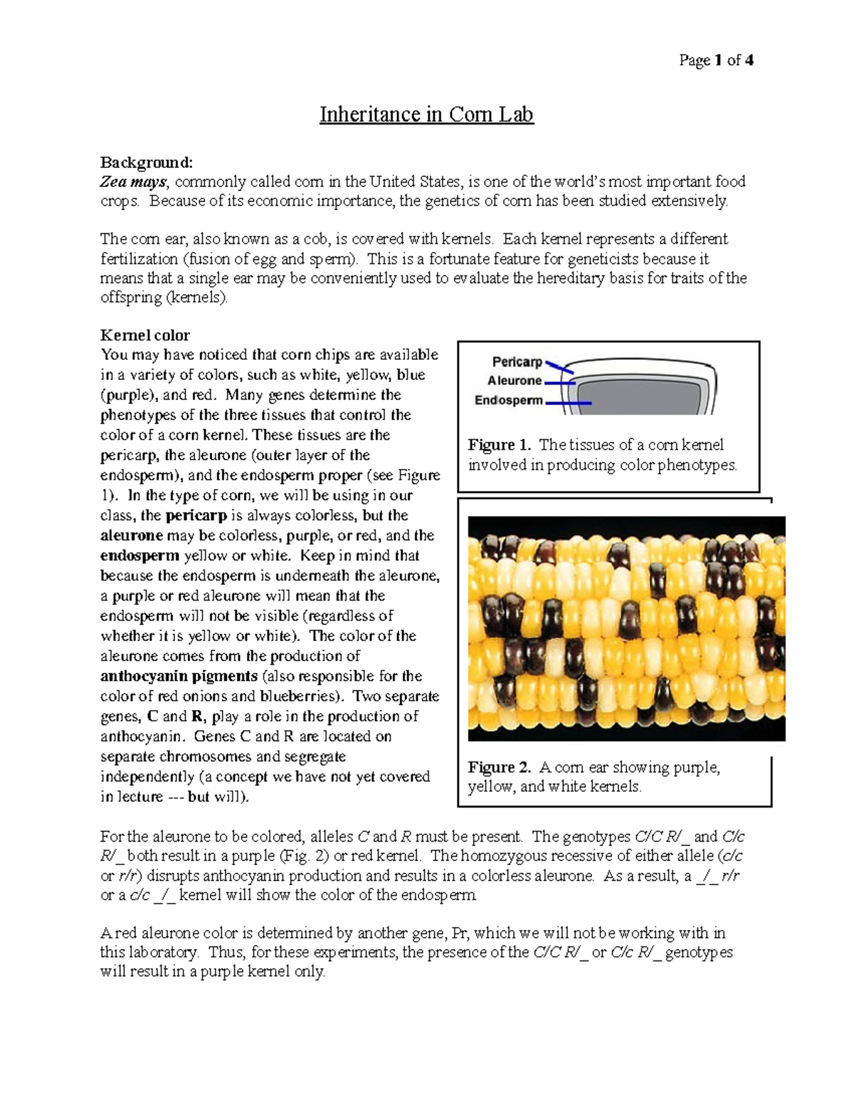 Greenwood Corn Lab - Inheritance in Corn Lab Background: Zea mays ...