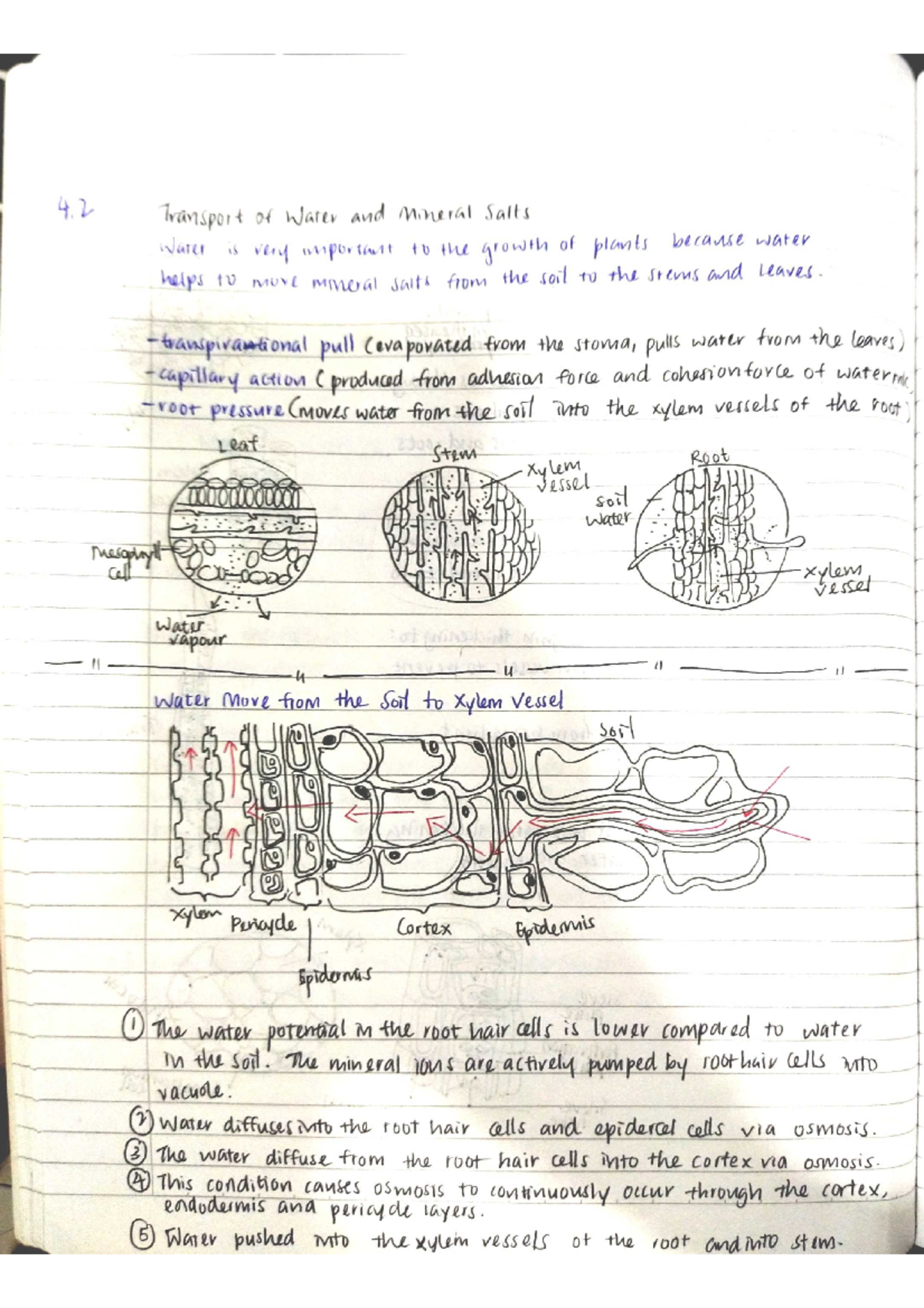 Biology Chapter 4.2 - BIO 001B - Studocu