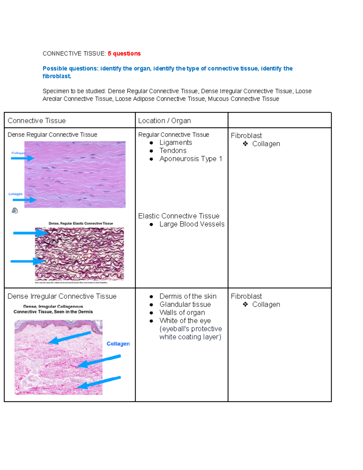 Histo Chrome - Lecture notes - CONNECTIVE TISSUE: 5 questions Possible ...