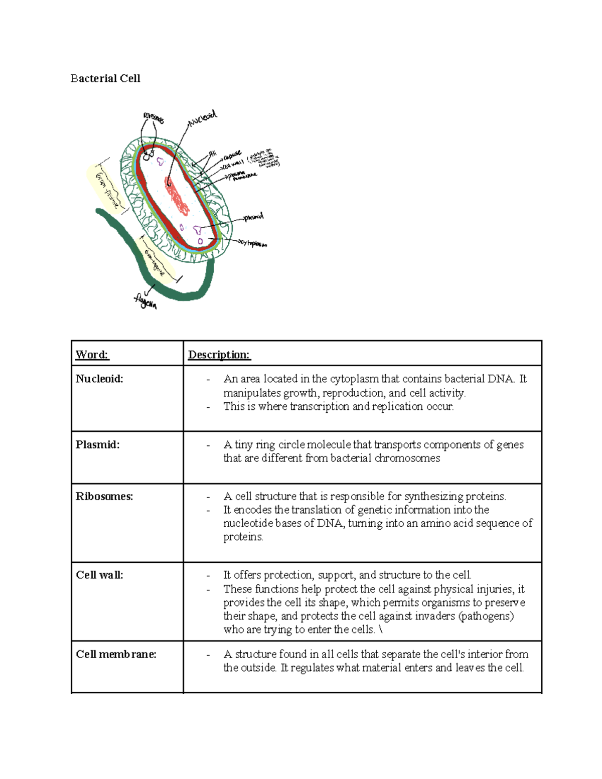 Bacterial Cells - Bacterial Cell Word: Description: Nucleoid: - An area ...