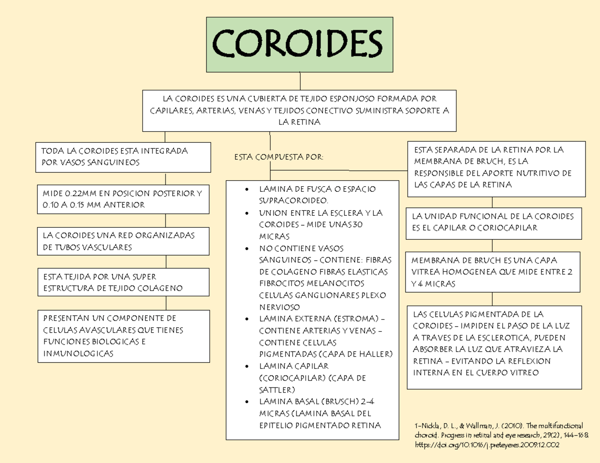 Coroides - COROIDES LA COROIDES ES UNA CUBIERTA DE TEJIDO ESPONJOSO ...