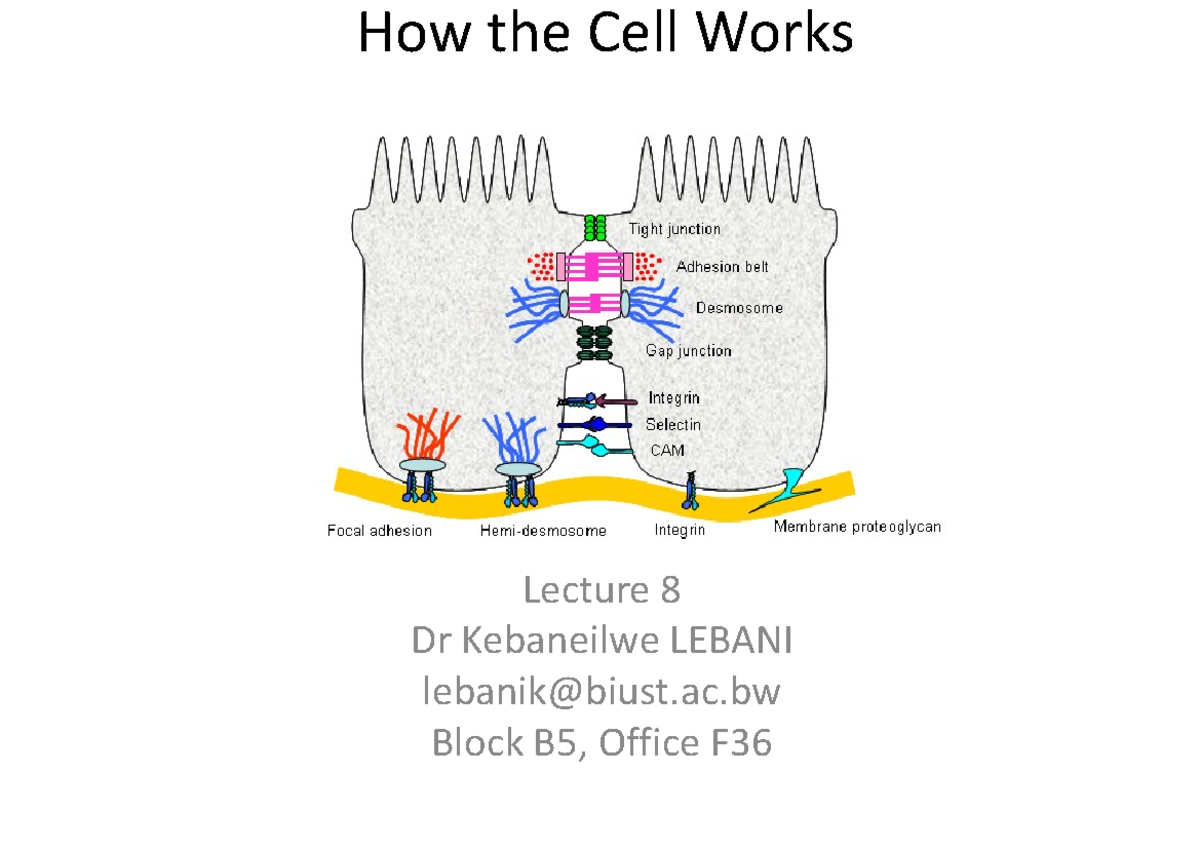Lecture 8 Cellular Structure And Function How The Cell Works Lecture 8