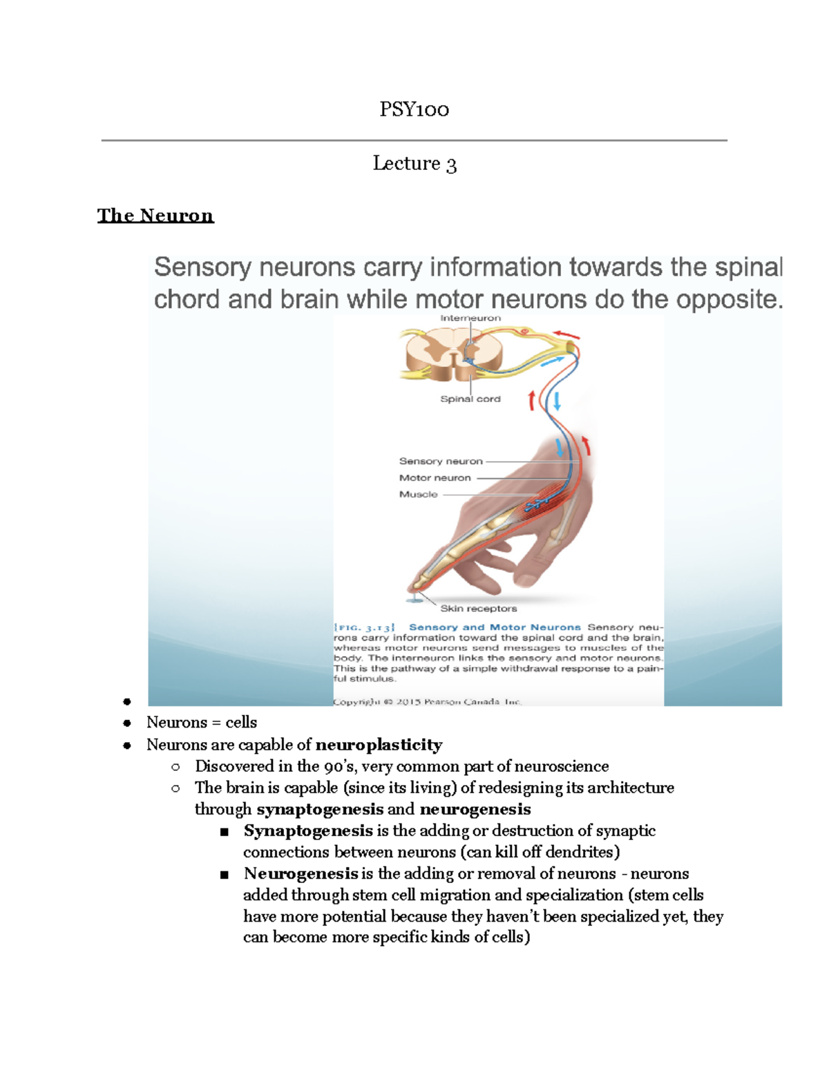 PSY100 Lecture 3 Notes - PSY Lecture 3 The Neuron Neurons = cells ...