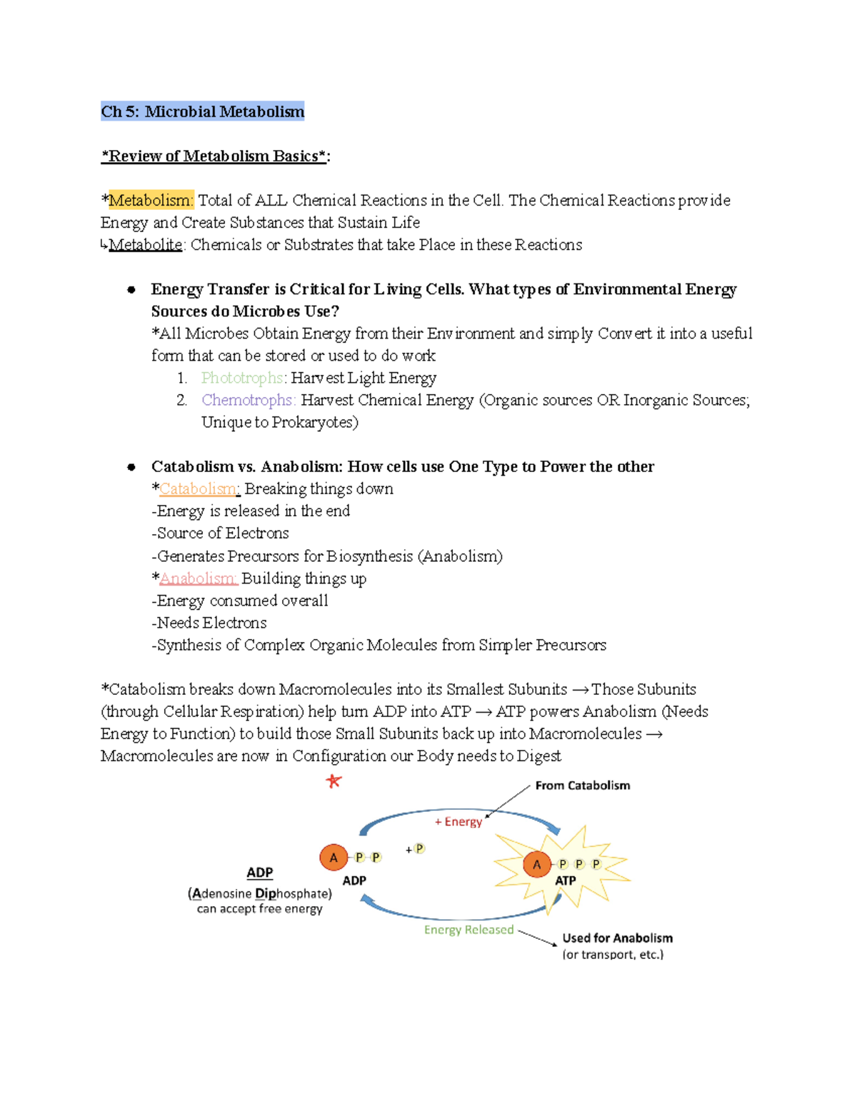 CH 5- Microbial Metabolism - Ch 5: Microbial Metabolism Review of ...