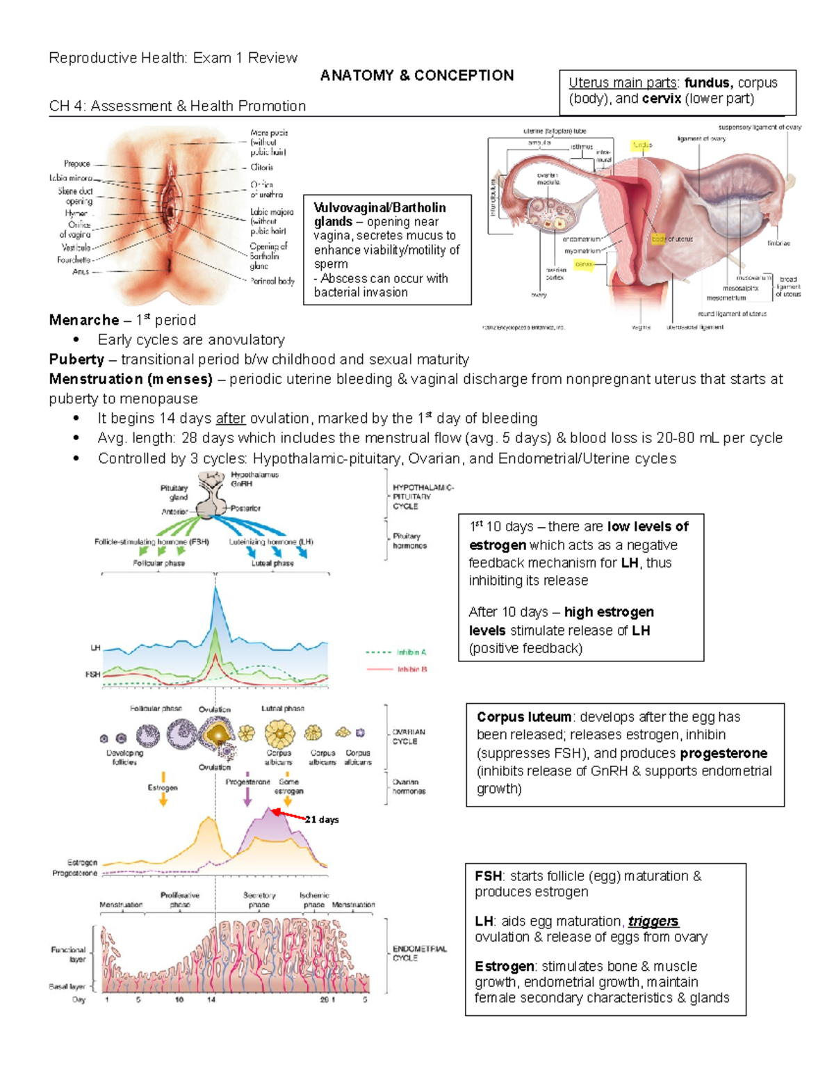 Reproductive Health - Exam Study Guide - ANATOMY & CONCEPTION CH 4 ...