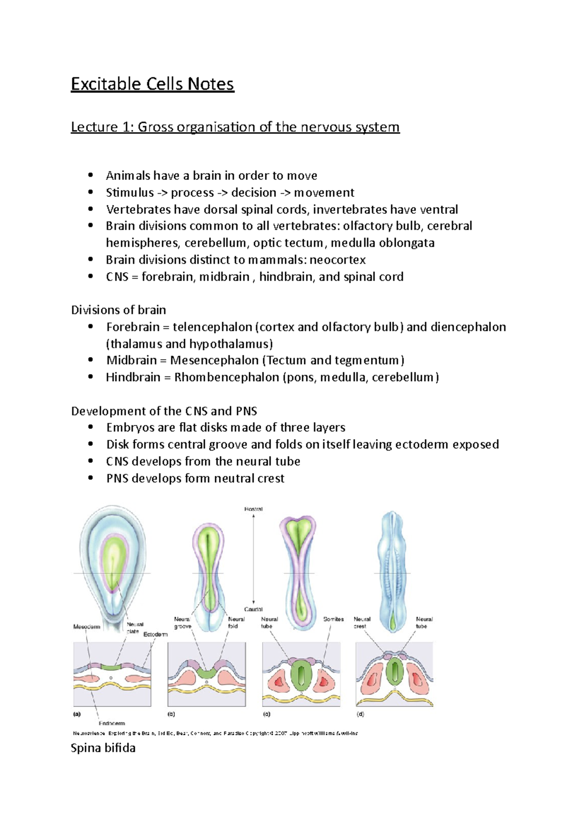 Excitable Cells Notes Lectures 1-6 - Excitable Cells Notes Lecture 1 ...