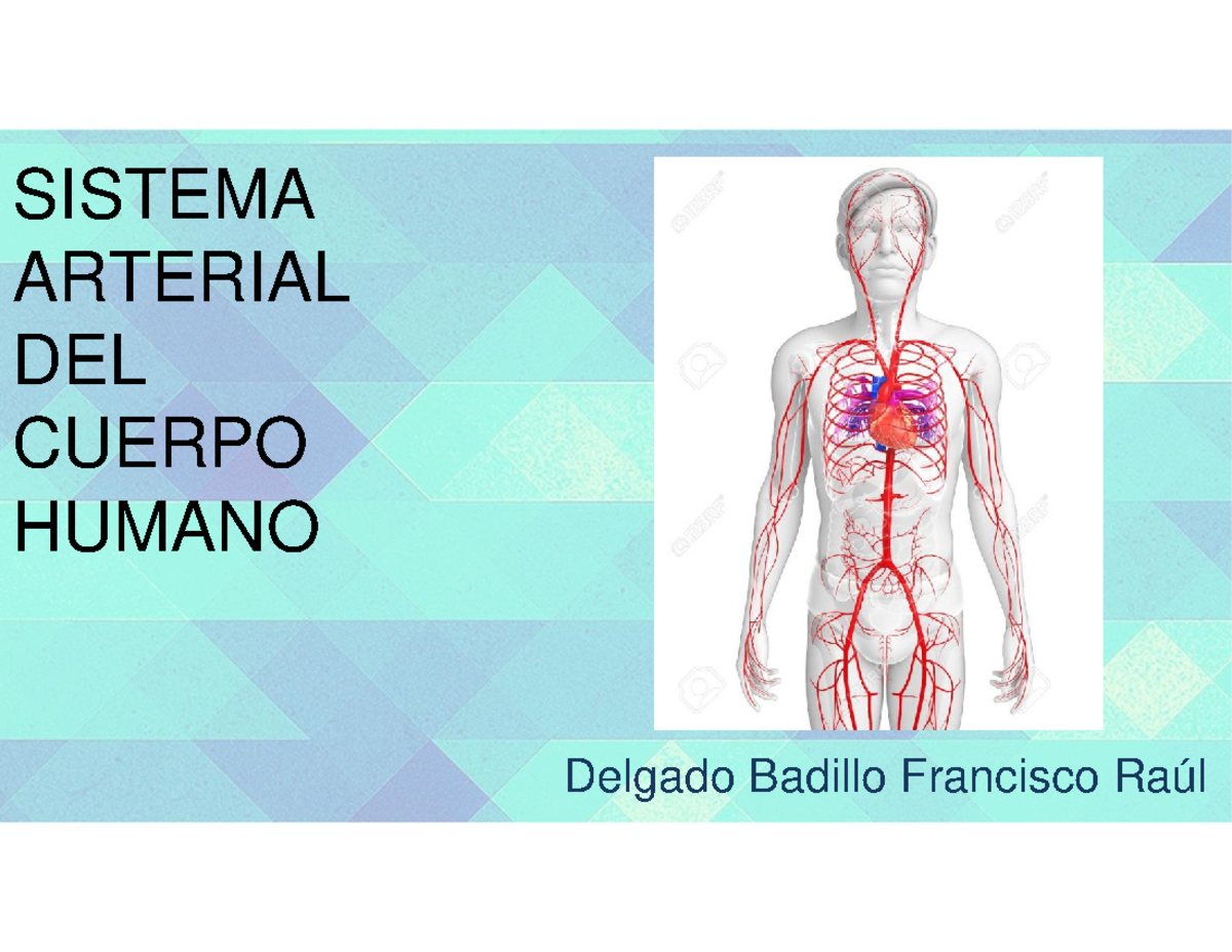 Delgado Badillo Francisco RAUL- Anatomia - Sistema Arterial - SISTEMA ...