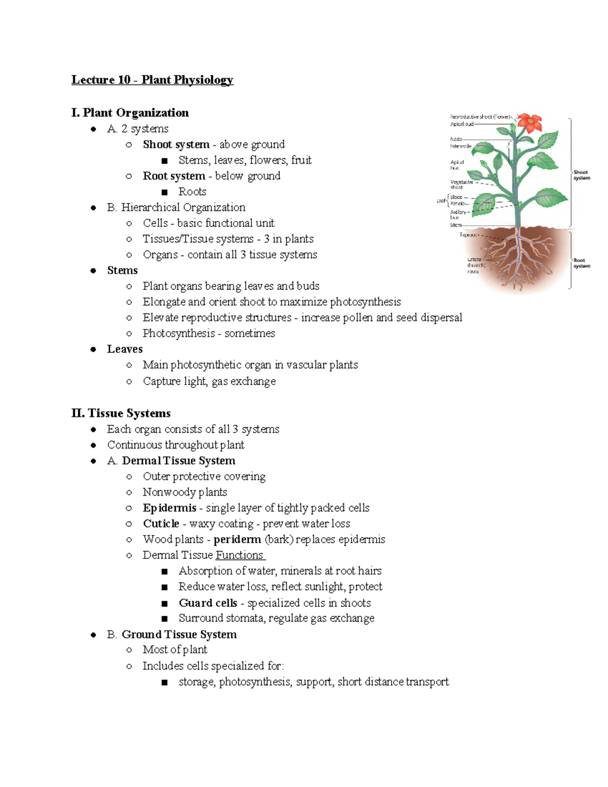 Gen Bio II - Exam 2-3 Lecture Notes - Lecture 10 - Plant Physiology I ...