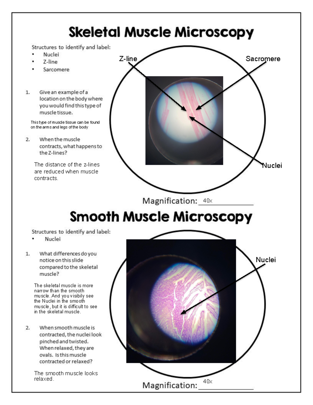 Copy of BIOL 207 Laboratory 2 Microscopy and Histology - This type of ...