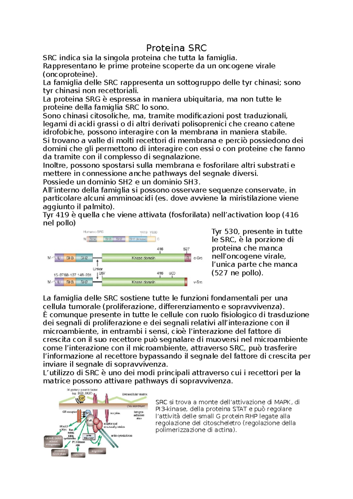 Biochimica 9 - Proteina SRC SRC indica sia la singola proteina che ...
