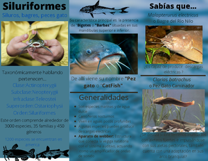 Infografía Miriápodos - Miriápodos Del latín Myriapoda "Animales de mil ...