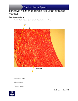 Lab7-Muscular System-Sp20 - EXPERIMENT 1: THE NEUROMUSCULAR JUNCTION ...