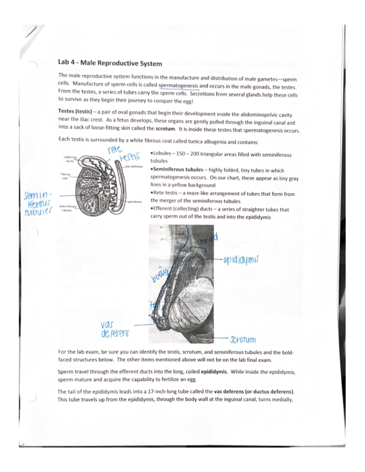 Lab 4 - Male Reproductive System - HSCI 2021 - Studocu