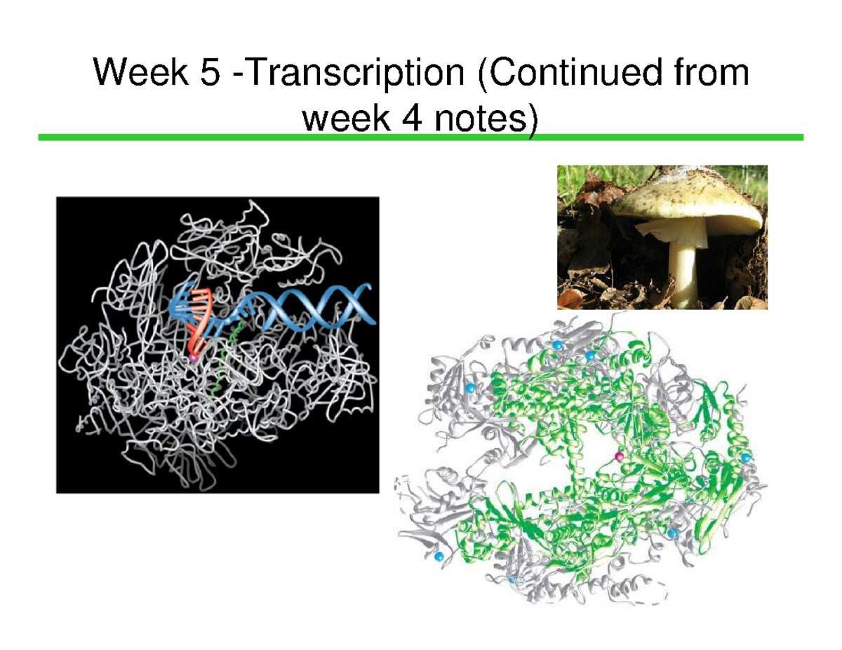 BIO130 Week 5 2016 studentnotes 1pp - 1 Week 5 -Transcription ...
