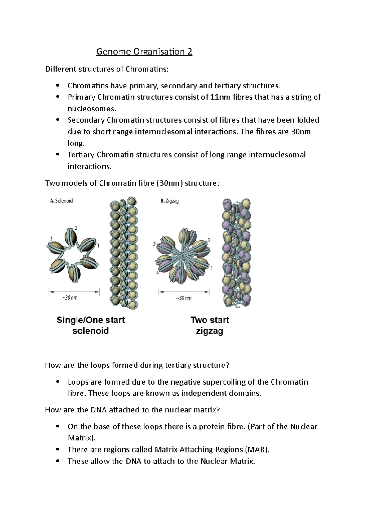 Genome Organisation 2 - Primary Chromatin structures consist of 11nm ...
