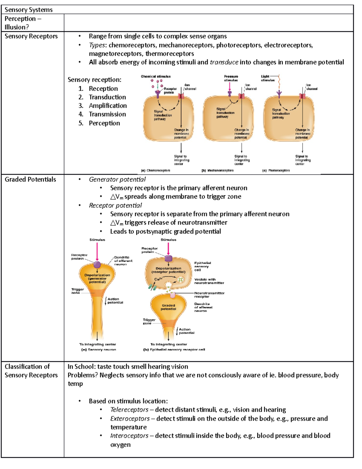 Animal physiology. - good luck - Sensory Systems Percepion – Illusion ...