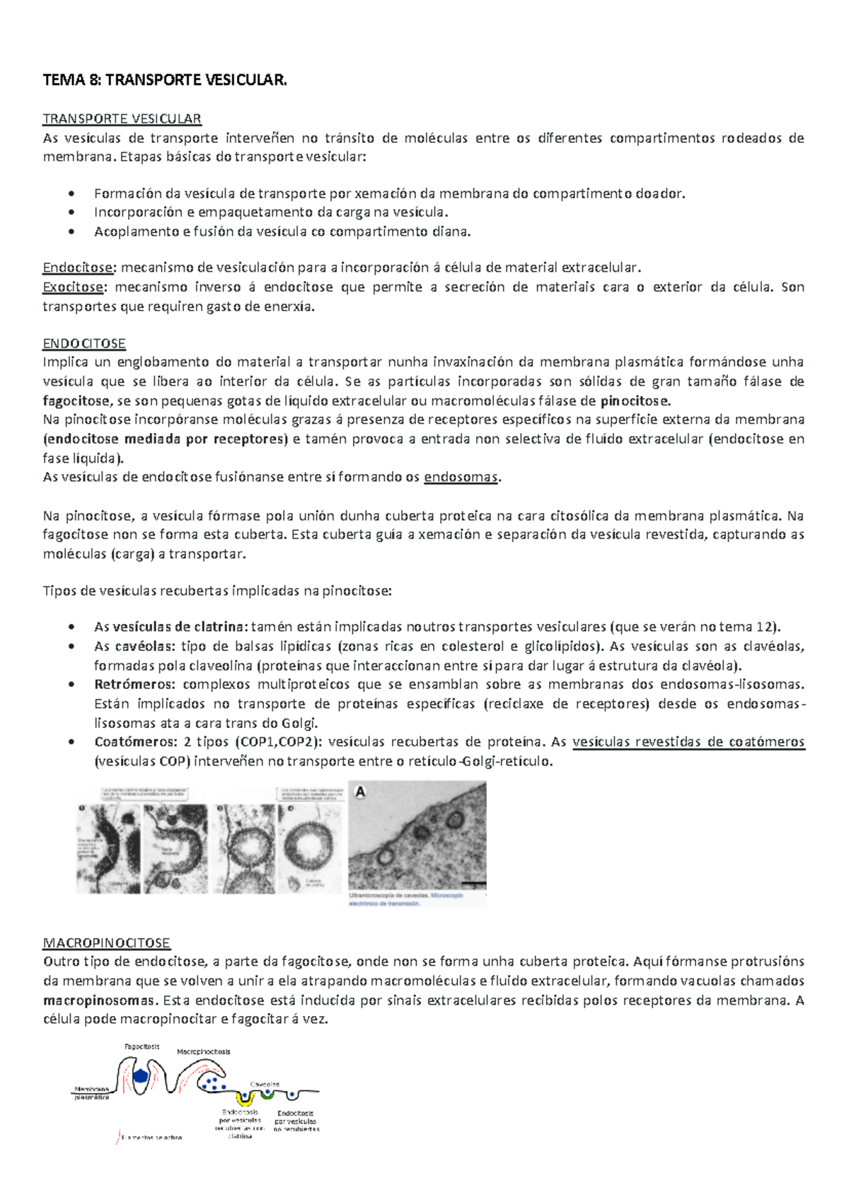 TODO Biocel - .... - TEMA 8: TRANSPORTE VESICULAR. TRANSPORTE VESICULAR ...