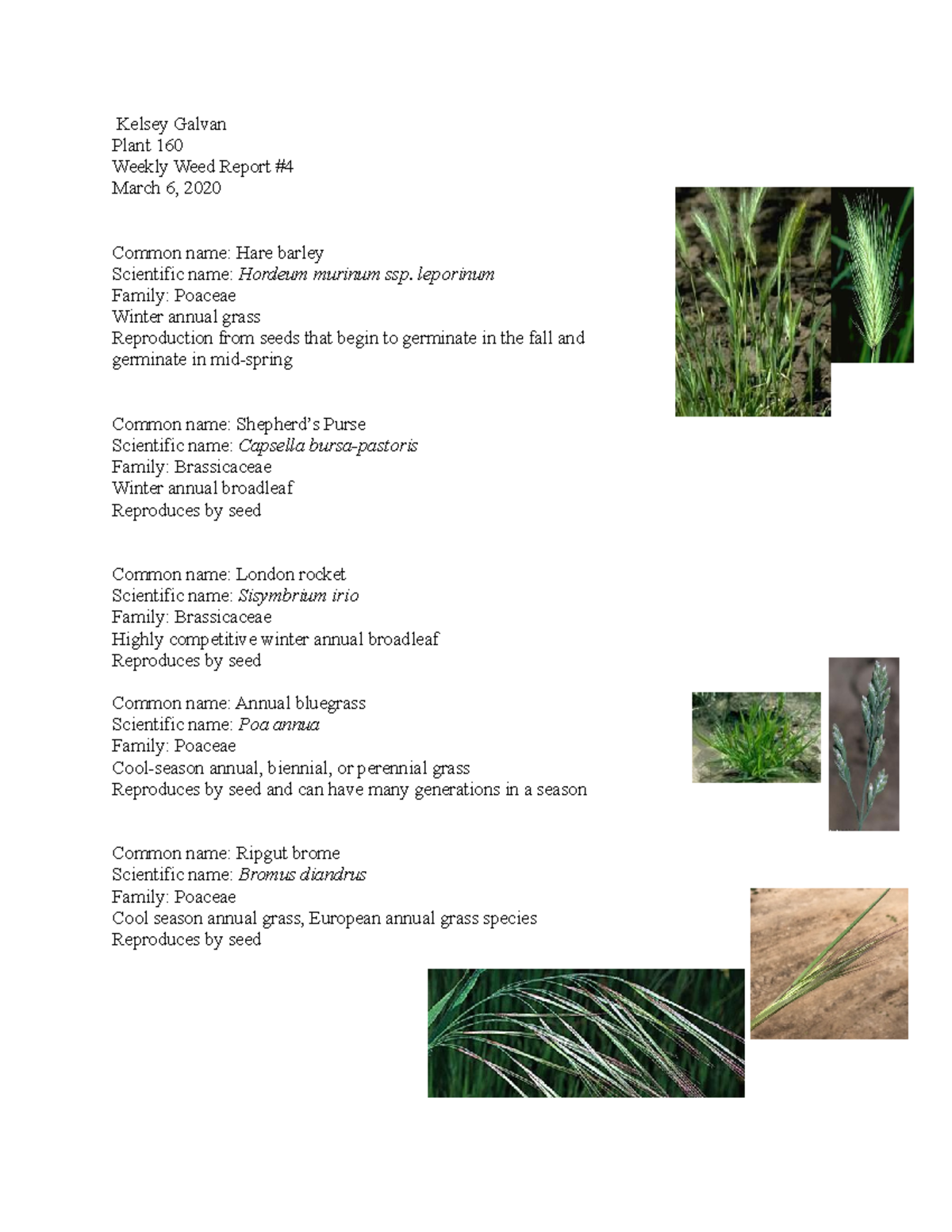 Weeds report #4 - Kelsey Galvan Plant 160 Weekly Weed Report # March 6 ...