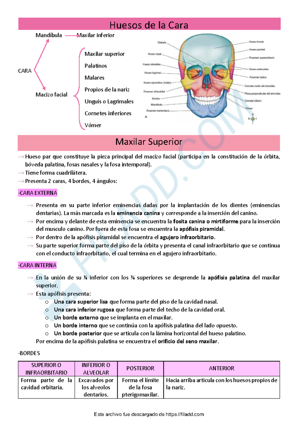 Huesos de la cara - car - Huesos de la Cara Mandíbula Maxilar inferior ...