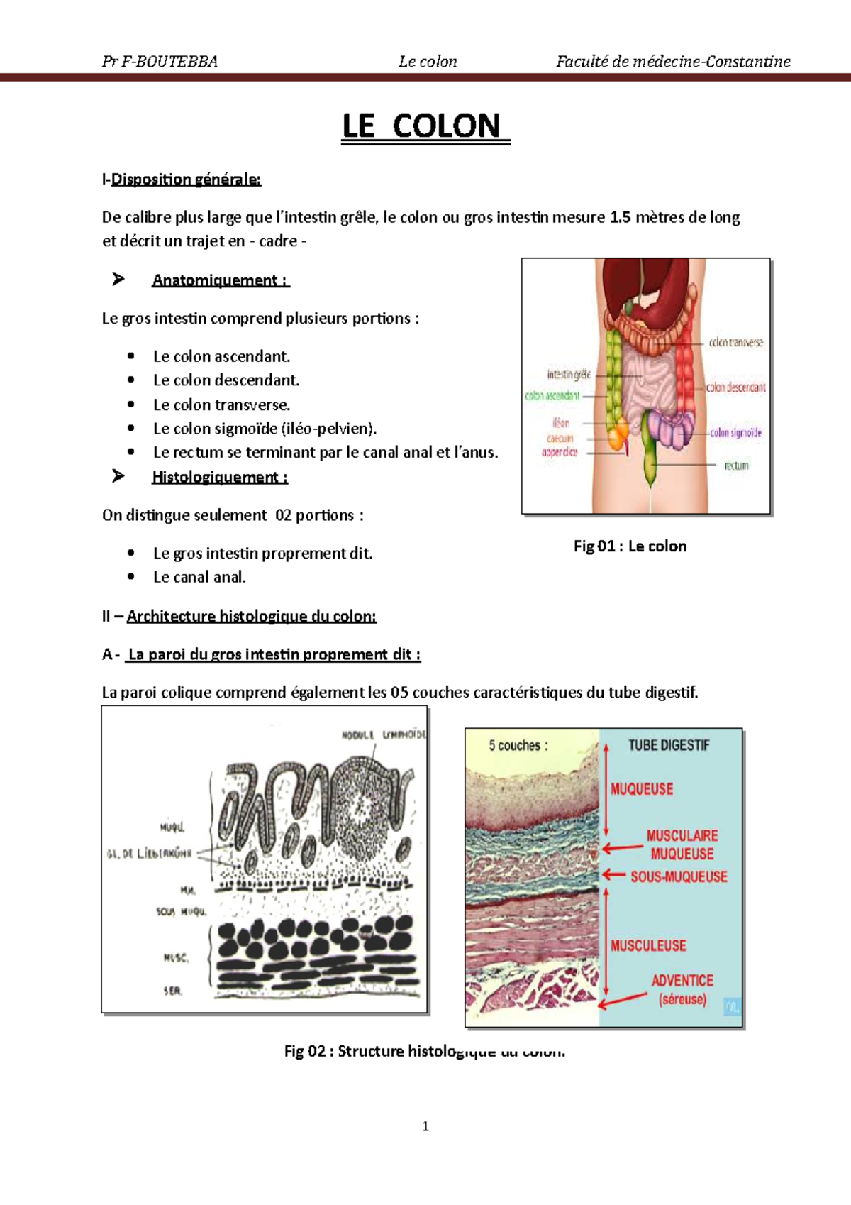LE- Colon - Cours - LE COLON I-Disposition générale: De calibre plus ...