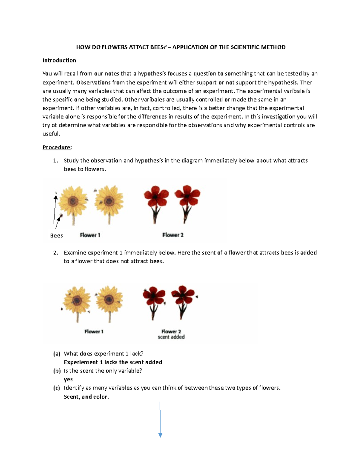 Chapter 1 Lab Stephmiddhawes - HOW DO FLOWERS ATTACT BEES ...