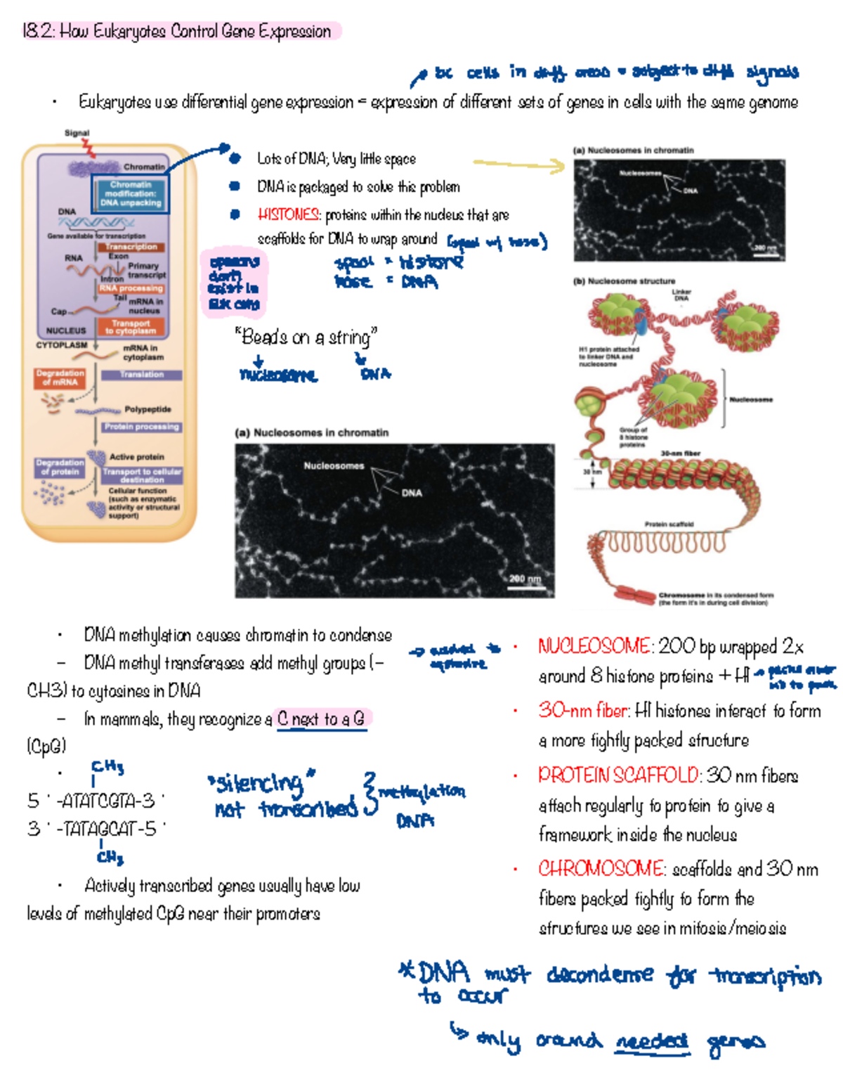 18.2- How Eukaryotes Control Gene Expression - BIO 151 - Studocu