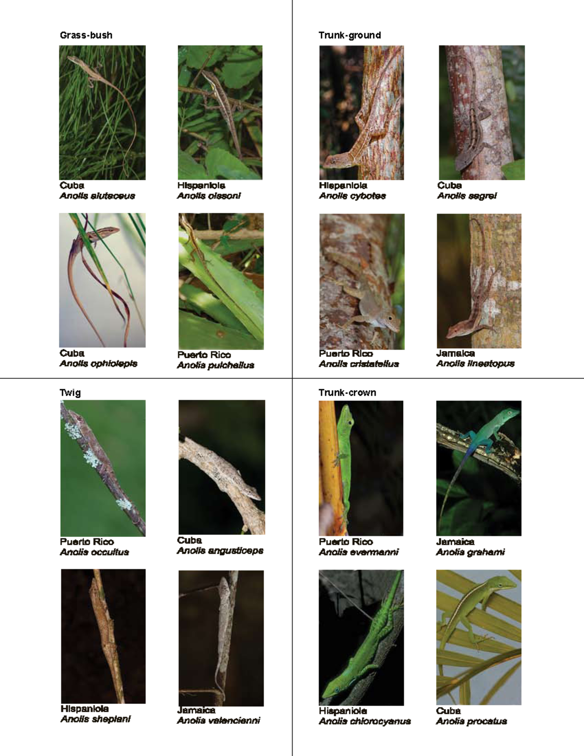 Tarjetas de Lagartijas a Color - Zoologia - Grass-bush Trunk-ground ...