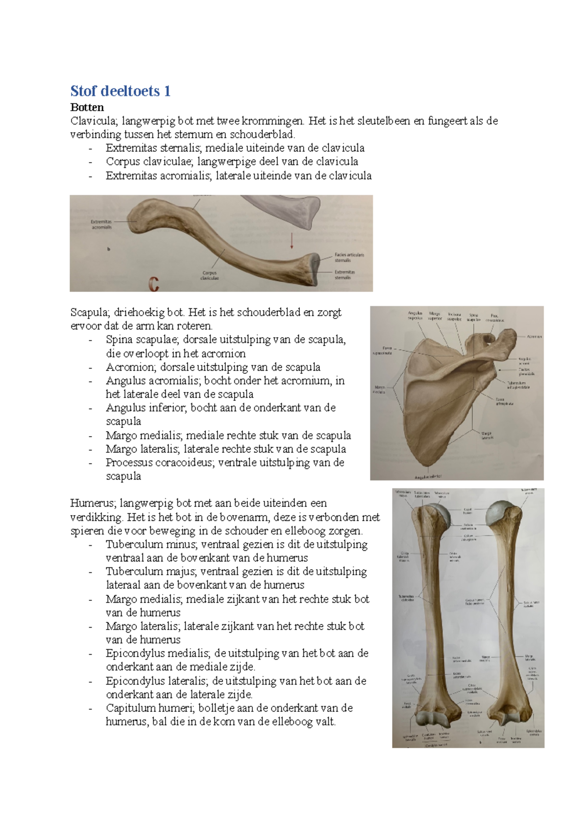 Anatomie in vivo deeltoets 1 - Stof deeltoets 1 Botten Clavicula ...