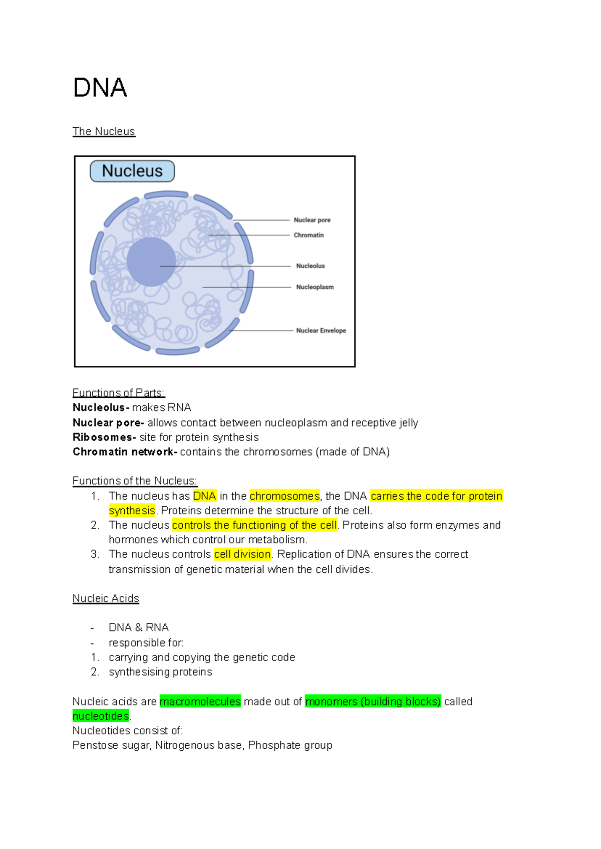 DNA - Study notes for test/exams - DNA The Nucleus Functions of Parts ...