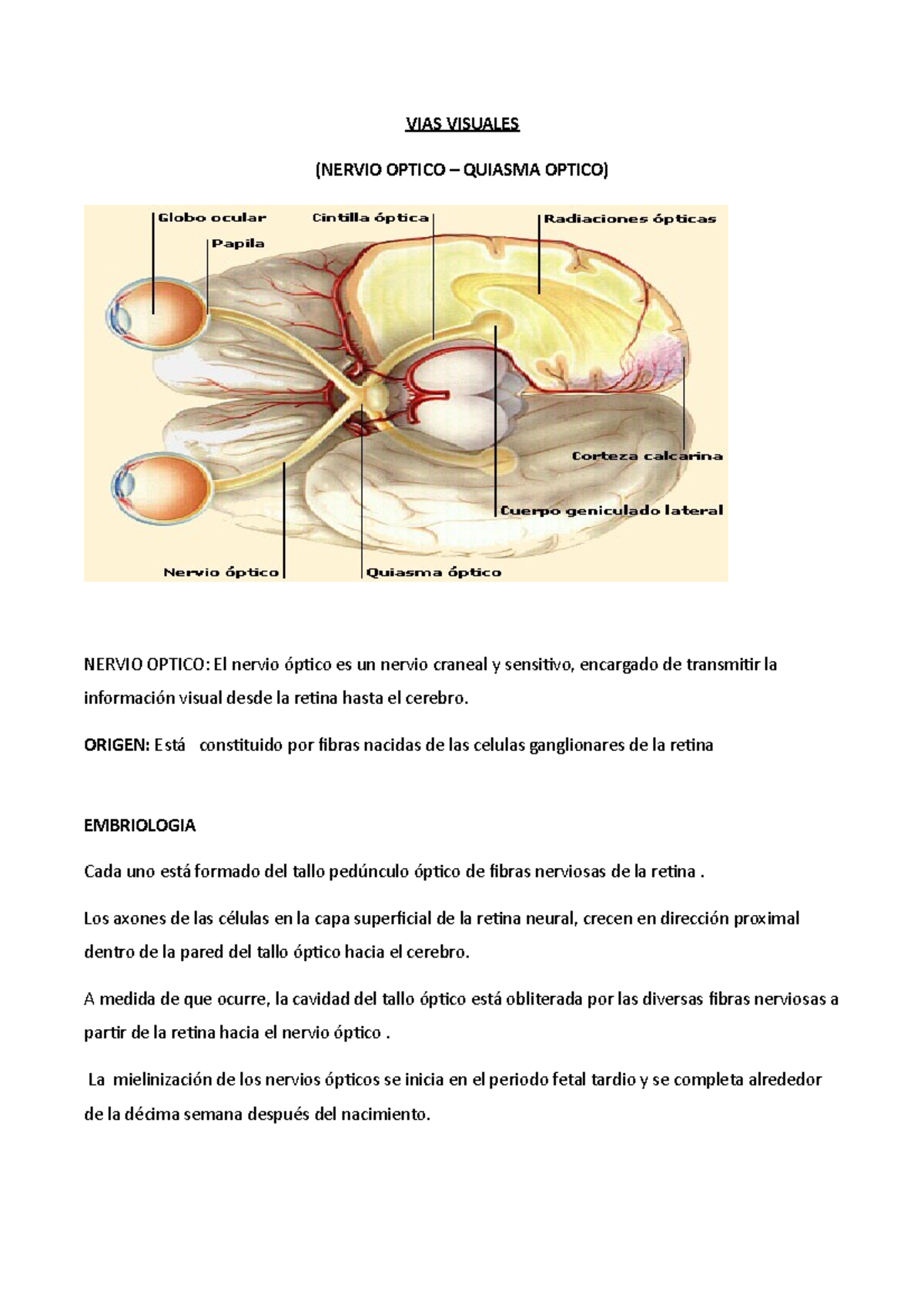 VIAS Visuales resumen - VIAS VISUALES (NERVIO OPTICO QUIASMA OPTICO ...