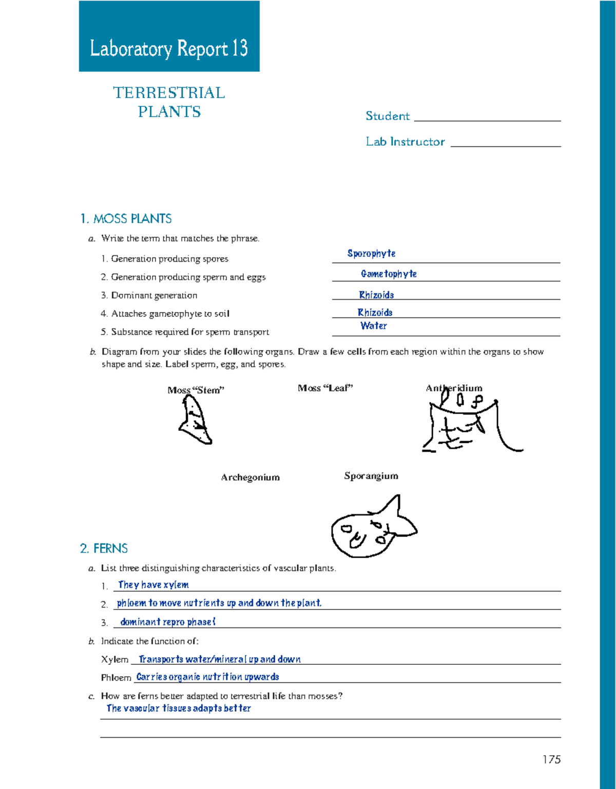 Pdf - Lab 2 - 175 TERRESTRIAL PLANTS Student Lab Instructor Laboratory ...