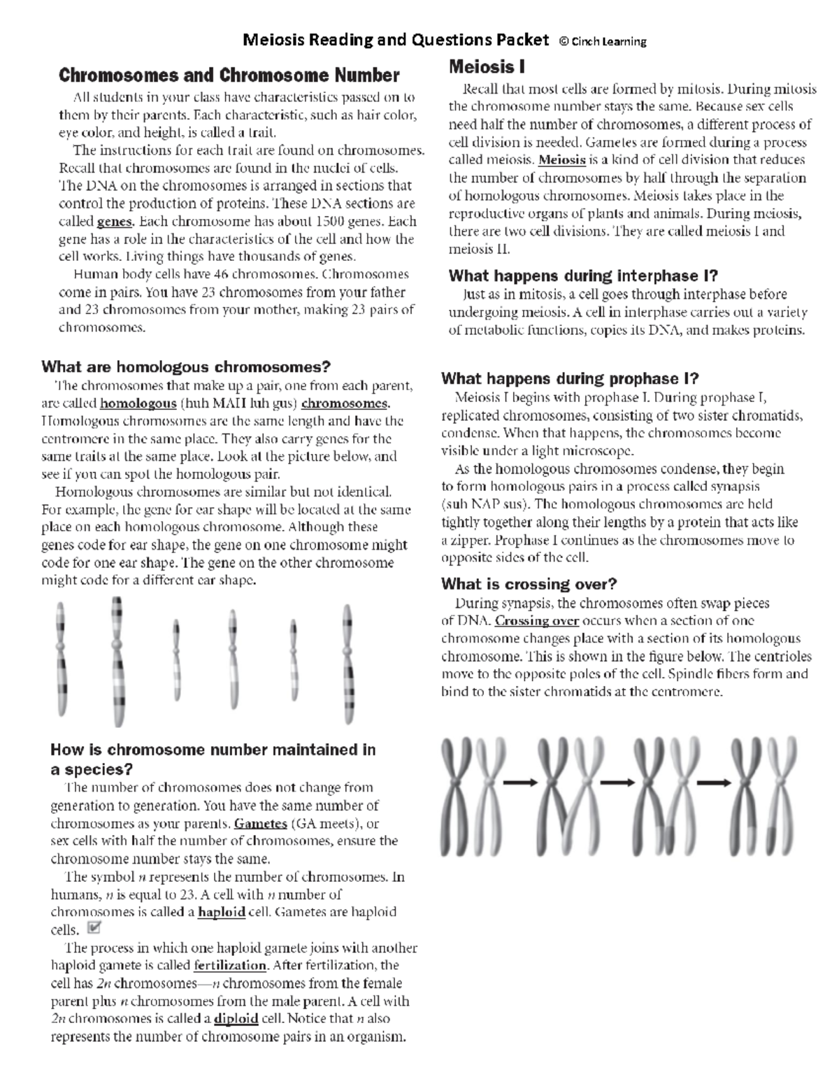Meiosis HW - biology - BIOL 151 - Meiosis Reading and Questions Packet ...