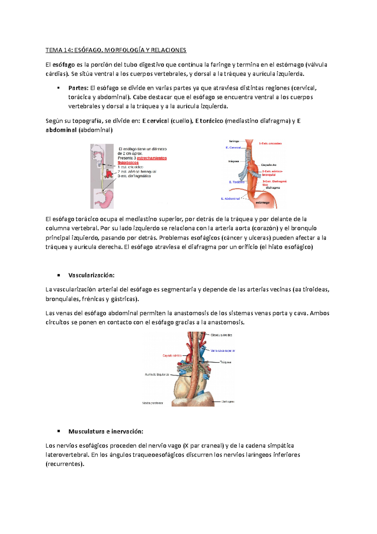 Anatomía TEMA 14 - TEMA 14: ESÓFAGO. MORFOLOGÍA Y RELACIONES El esófago ...