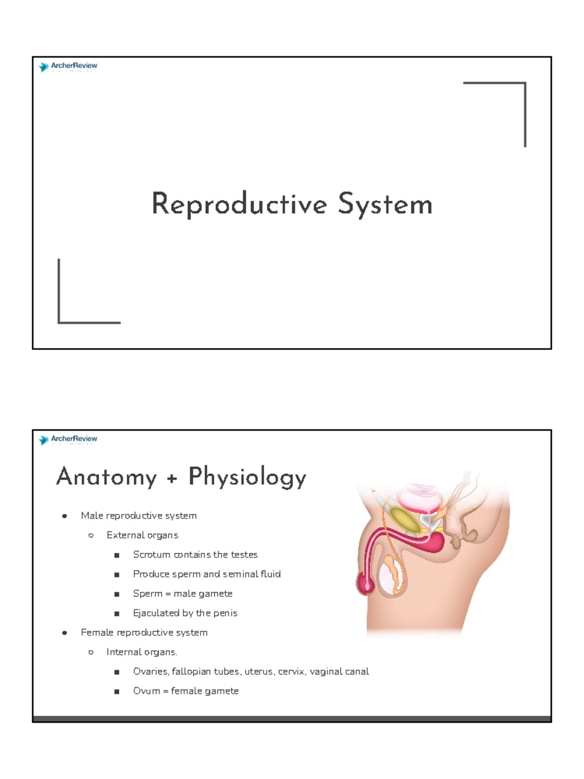 Reproductive System Nclex Reproductive System Anatomy Physiology