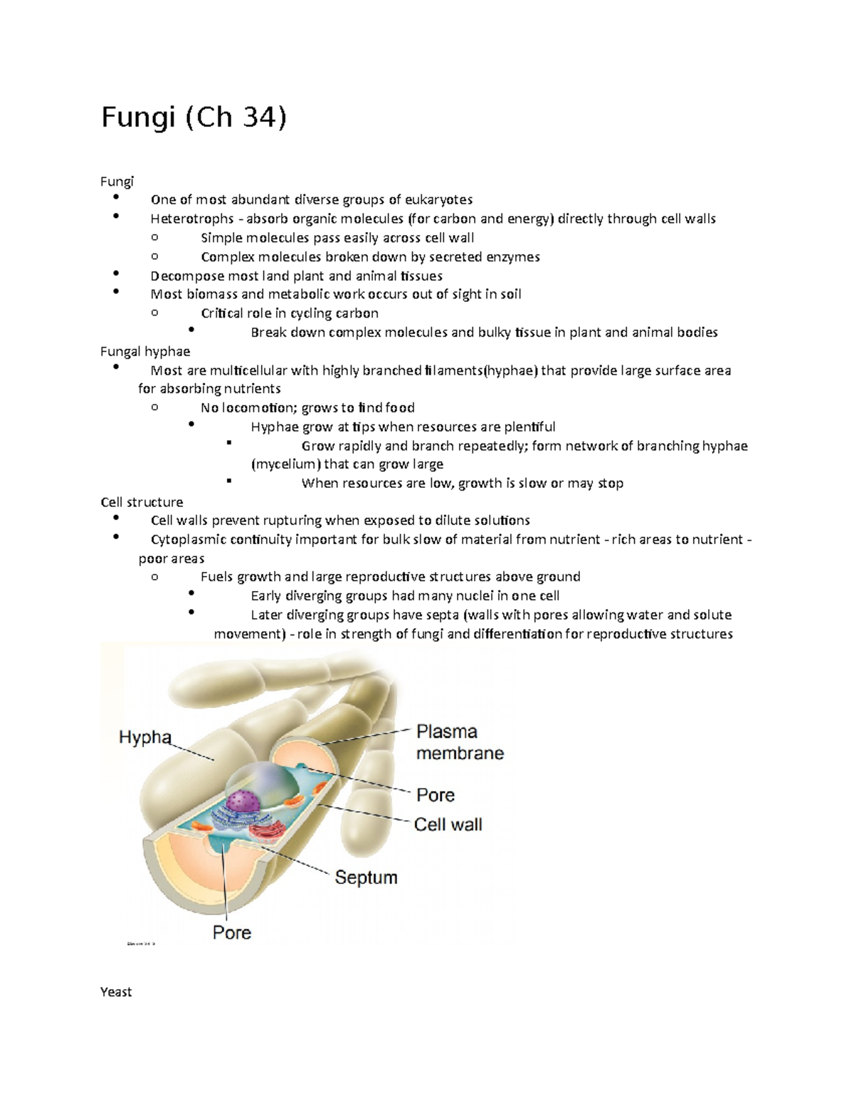 Lecture on Fungi - Fungi (Ch 34) Fungi One of most abundant diverse ...