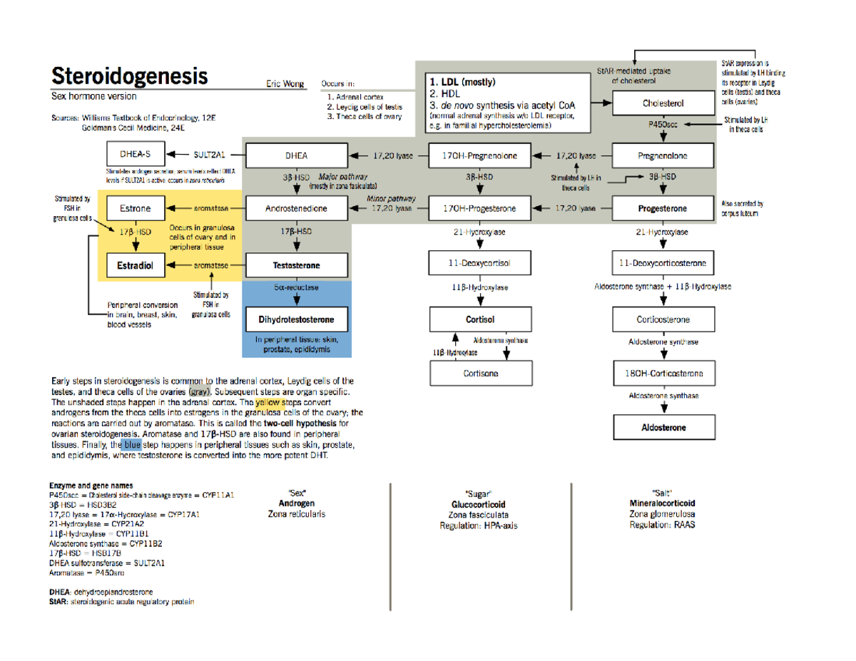 Steroidogenesis and Regulation of Sex Hormones - Medicine - Studocu