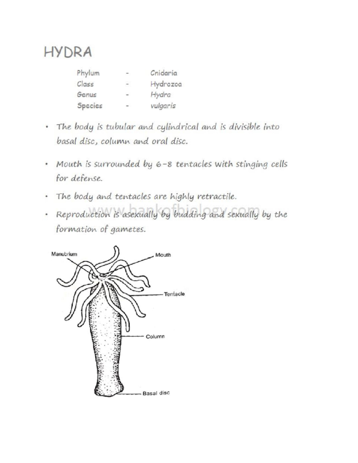 EXP-3 - Notes - HYDRA Phylum Cnidaria Class Hydrozoa Genus Hydra ...