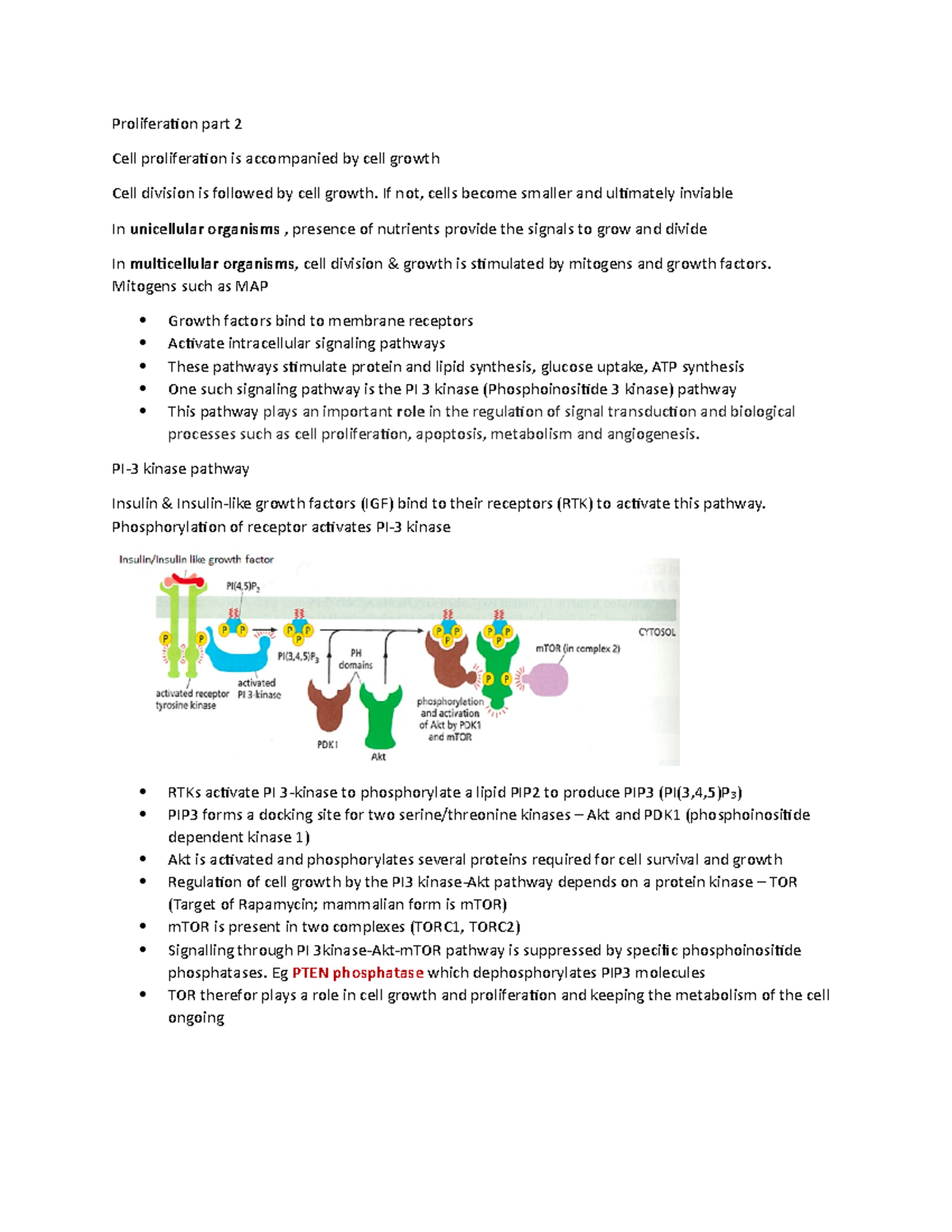 Lecture 15 - cell proliferation part 2 - Proliferation part 2 Cell ...
