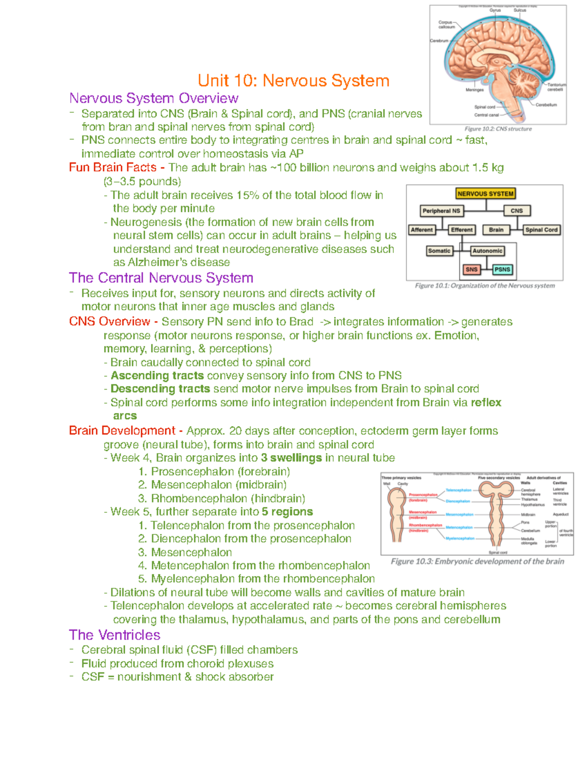 Unit 10 Nervous System - Unit 10: Nervous System Nervous System ...