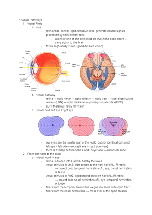 Exam #2 Study Guide - Lexical Representation Processing PB ...