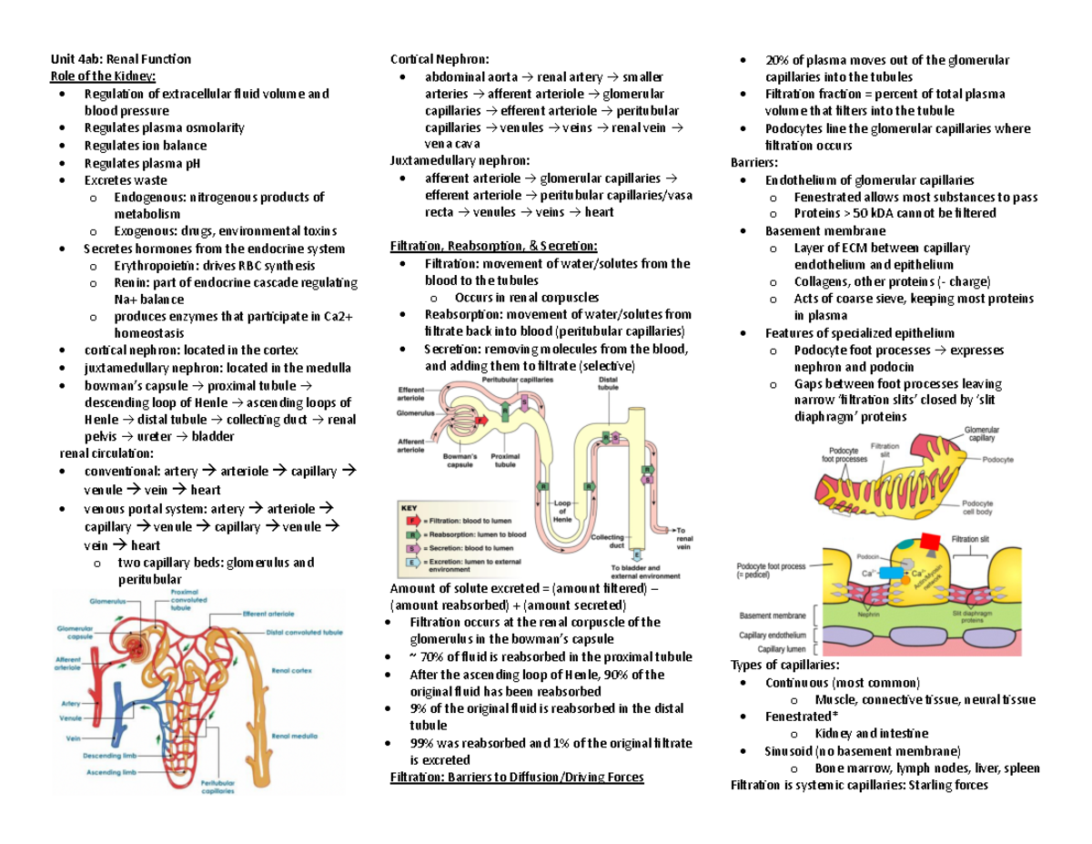 BIOL 373 Unit 4-5 Review - Unit 4ab: Renal Func0on Role of the Kidney ...